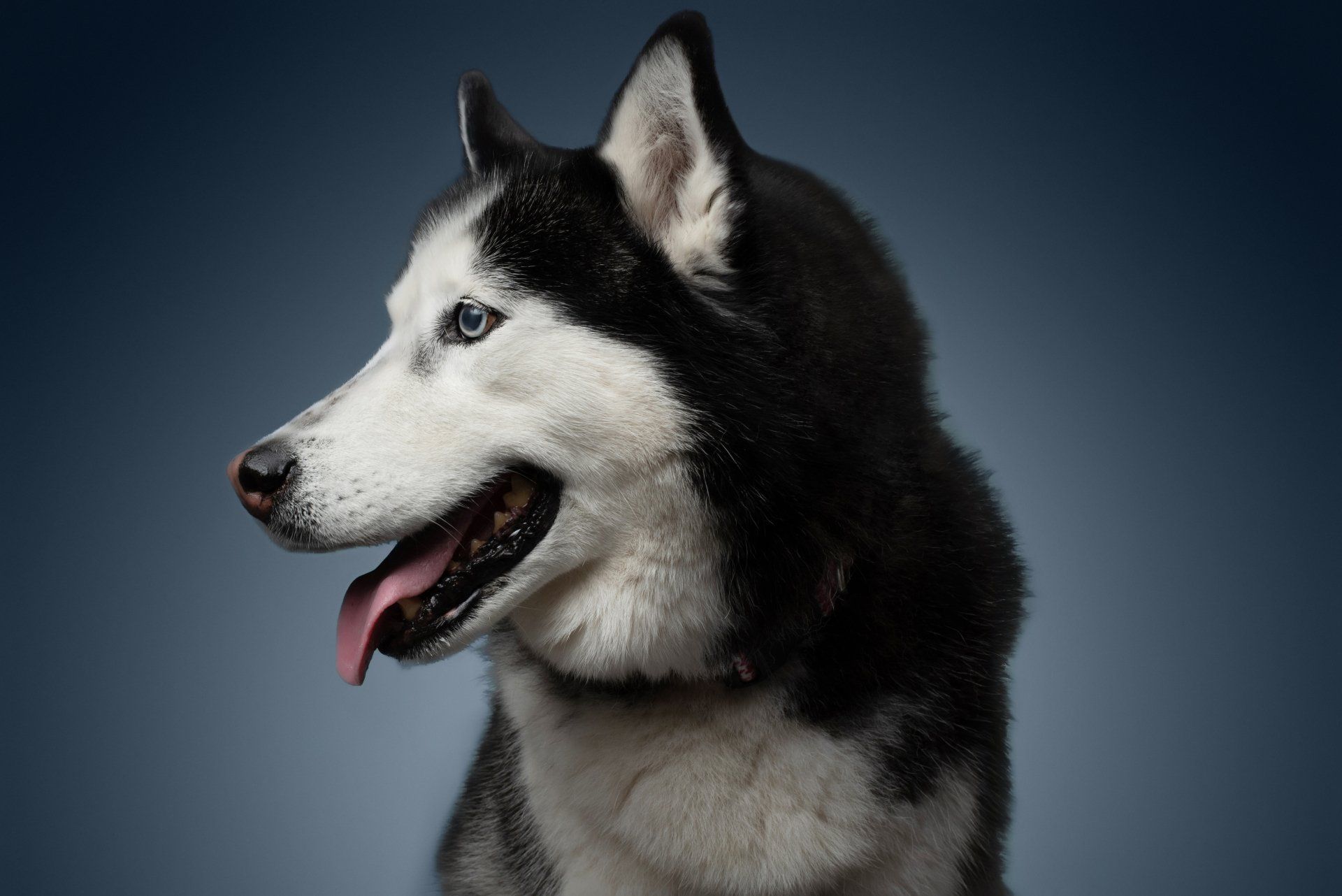 Pets Headshots Dallas | Dogs Headshot Photgrapher | Cats Headshot ...