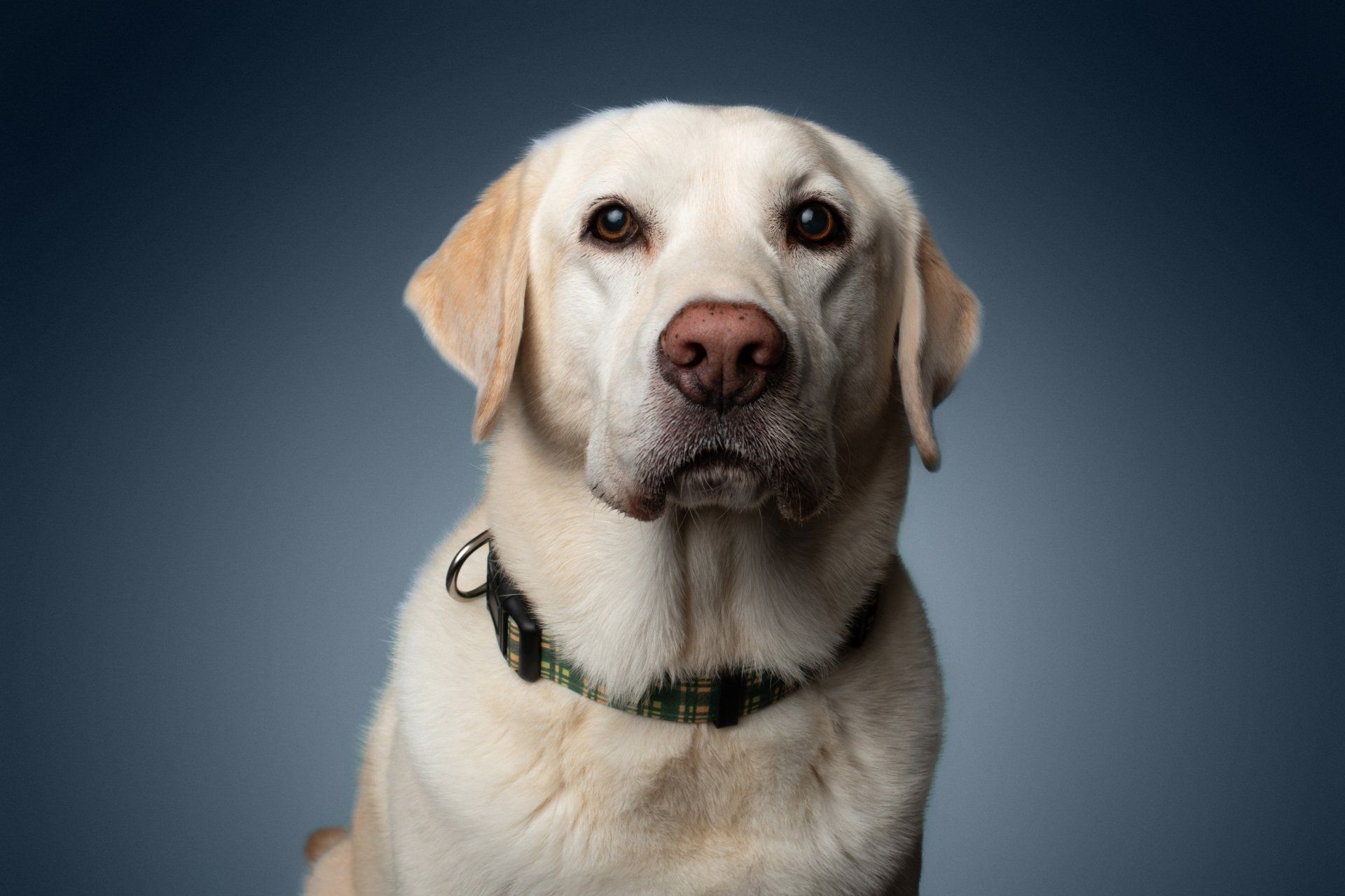 Pets Headshots Dallas | Dogs Headshot Photgrapher | Cats Headshot ...