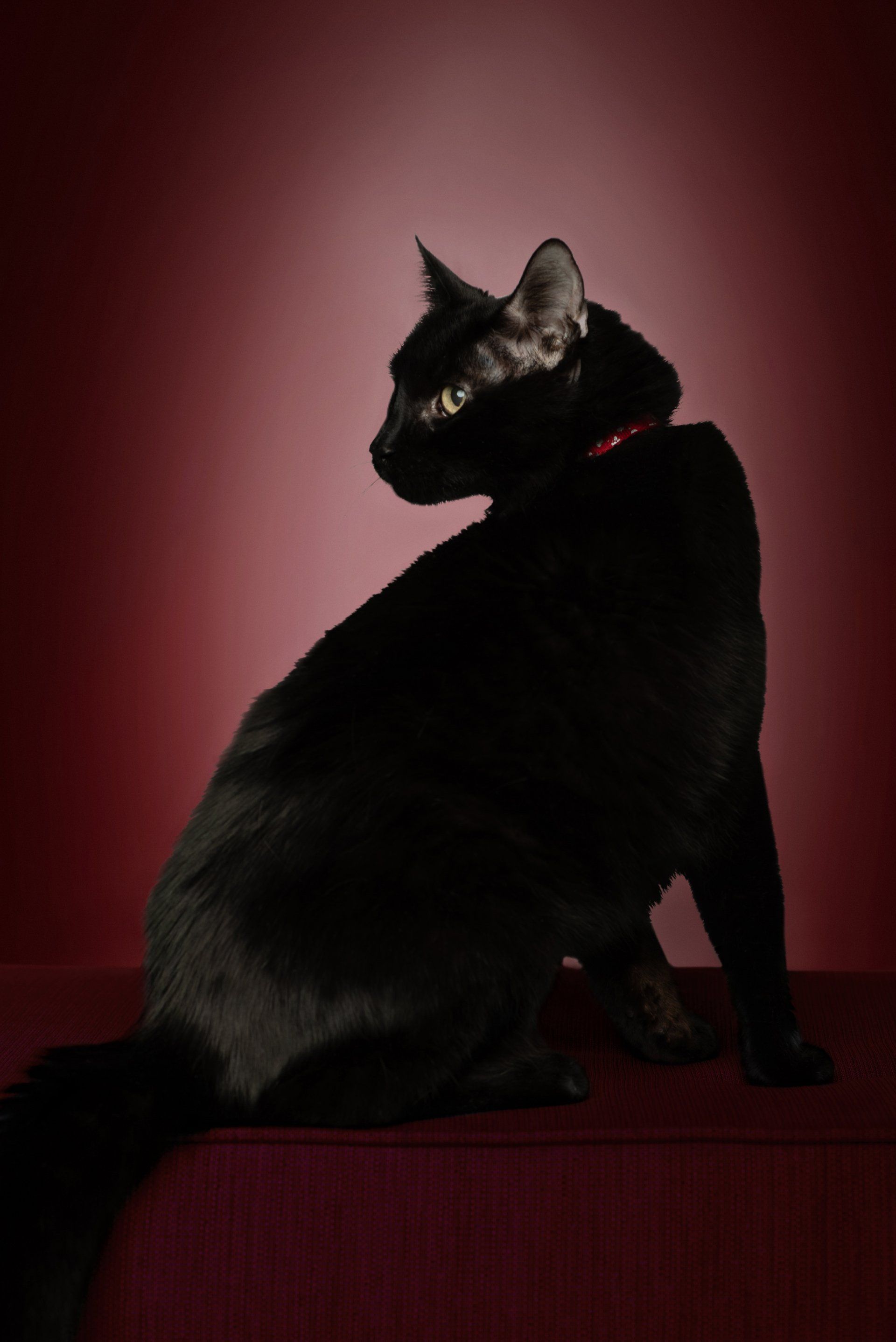 Pets Headshots Dallas | Dogs Headshot Photgrapher | Cats Headshot ...