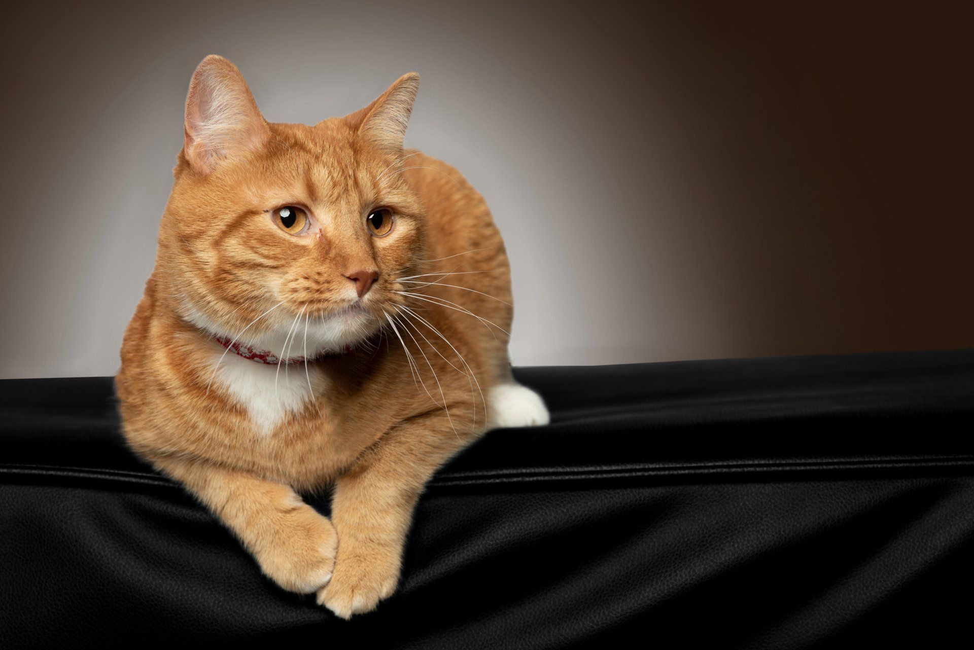 Pets Headshots Dallas | Dogs Headshot Photgrapher | Cats Headshot ...