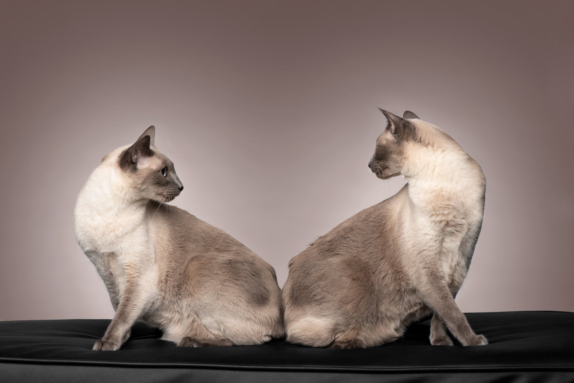 Pets Headshots Dallas | Dogs Headshot Photgrapher | Cats Headshot ...