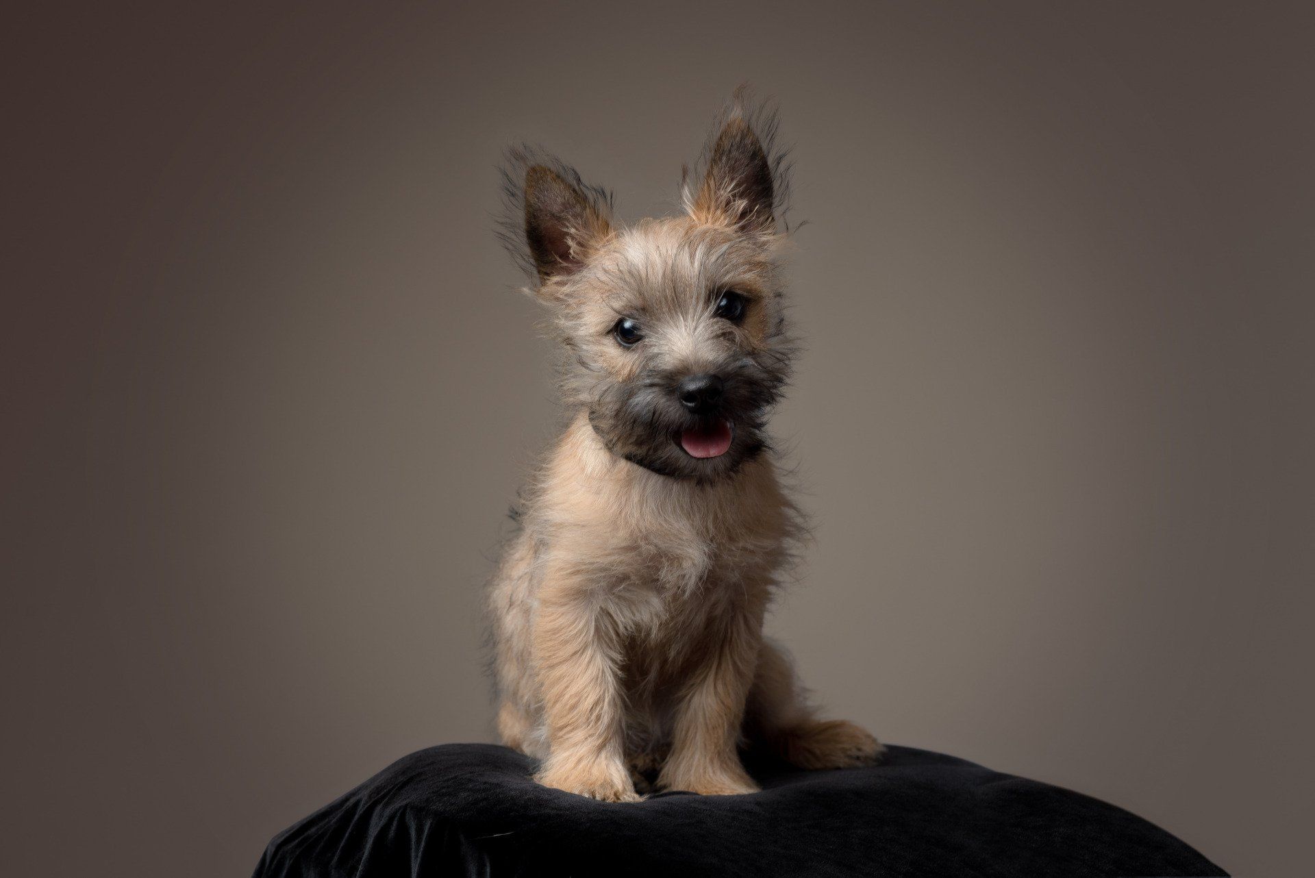 Pets Headshots Dallas | Dogs Headshot Photgrapher | Cats Headshot ...