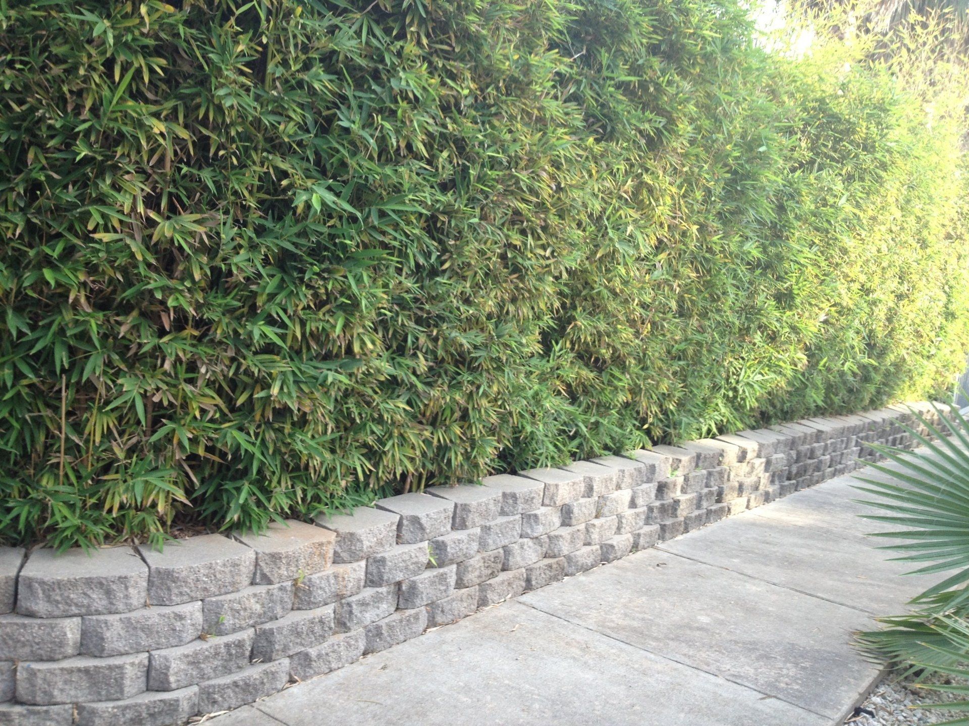Texas Bamboo Maintanence Service