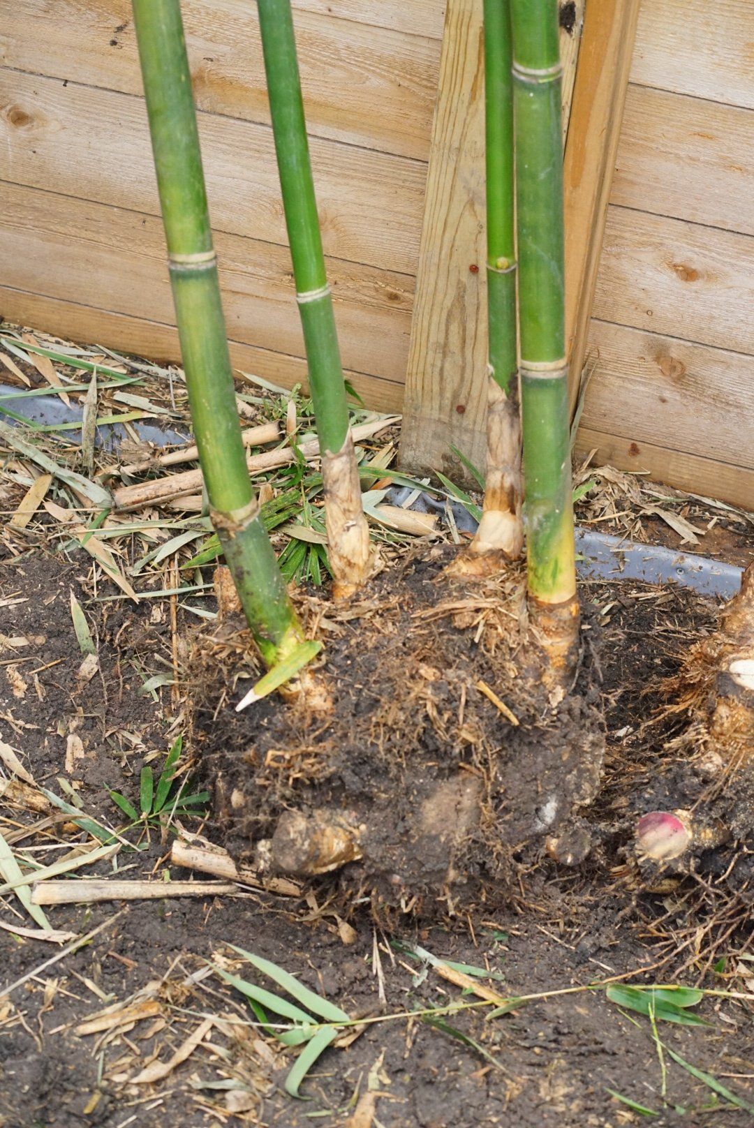 Texas Bamboo Maintanence Service