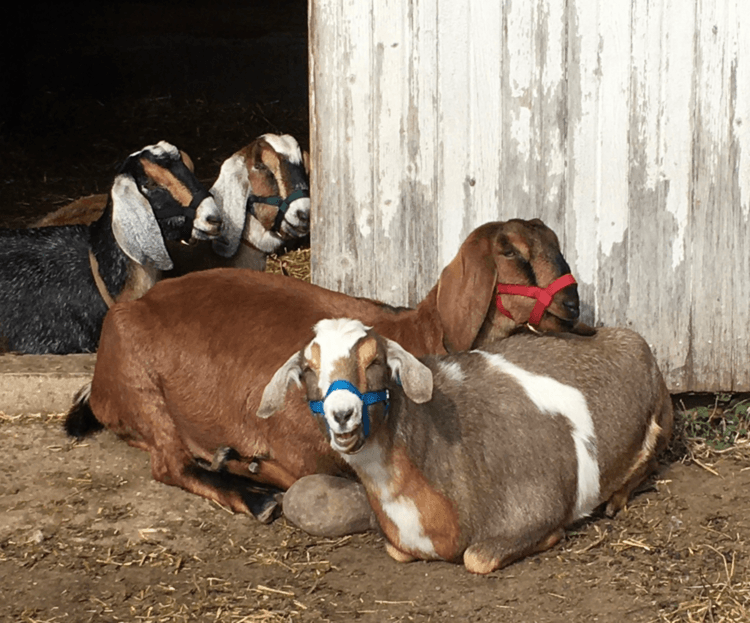 Recollections Of River Ridge Farm