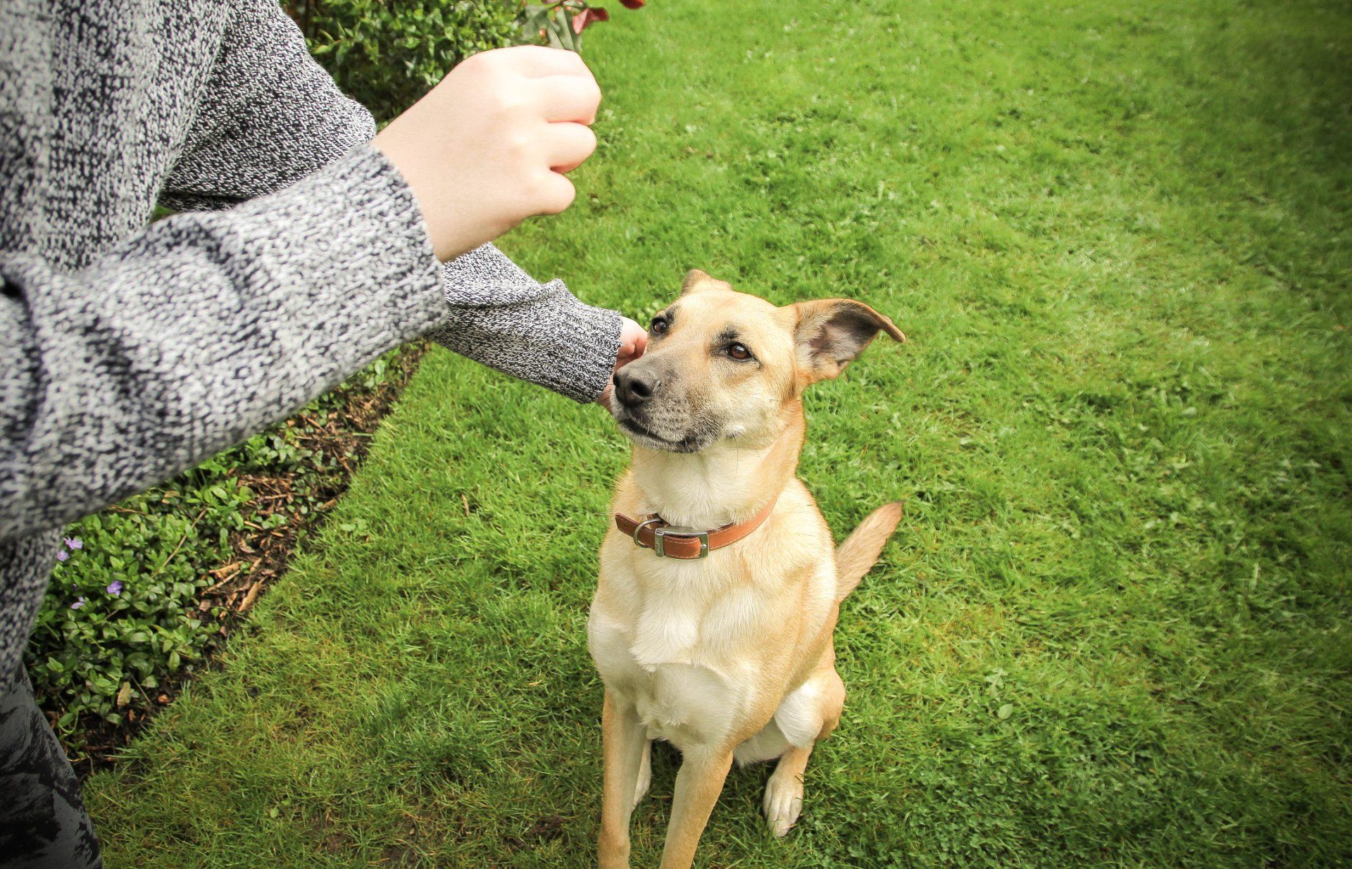 Dog Training Program Saint Charles MO Dog Training Program Saint Charles MO