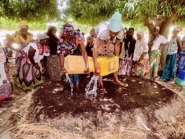 Organic Compost Fertilizer