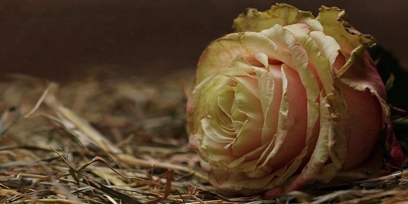 Can You Witness The Cremation Of A Loved One?