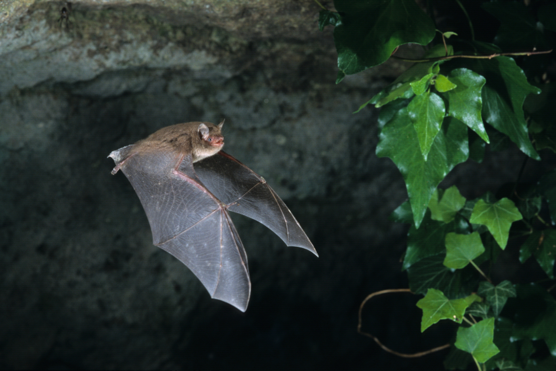 Why Bats Choose Your Home