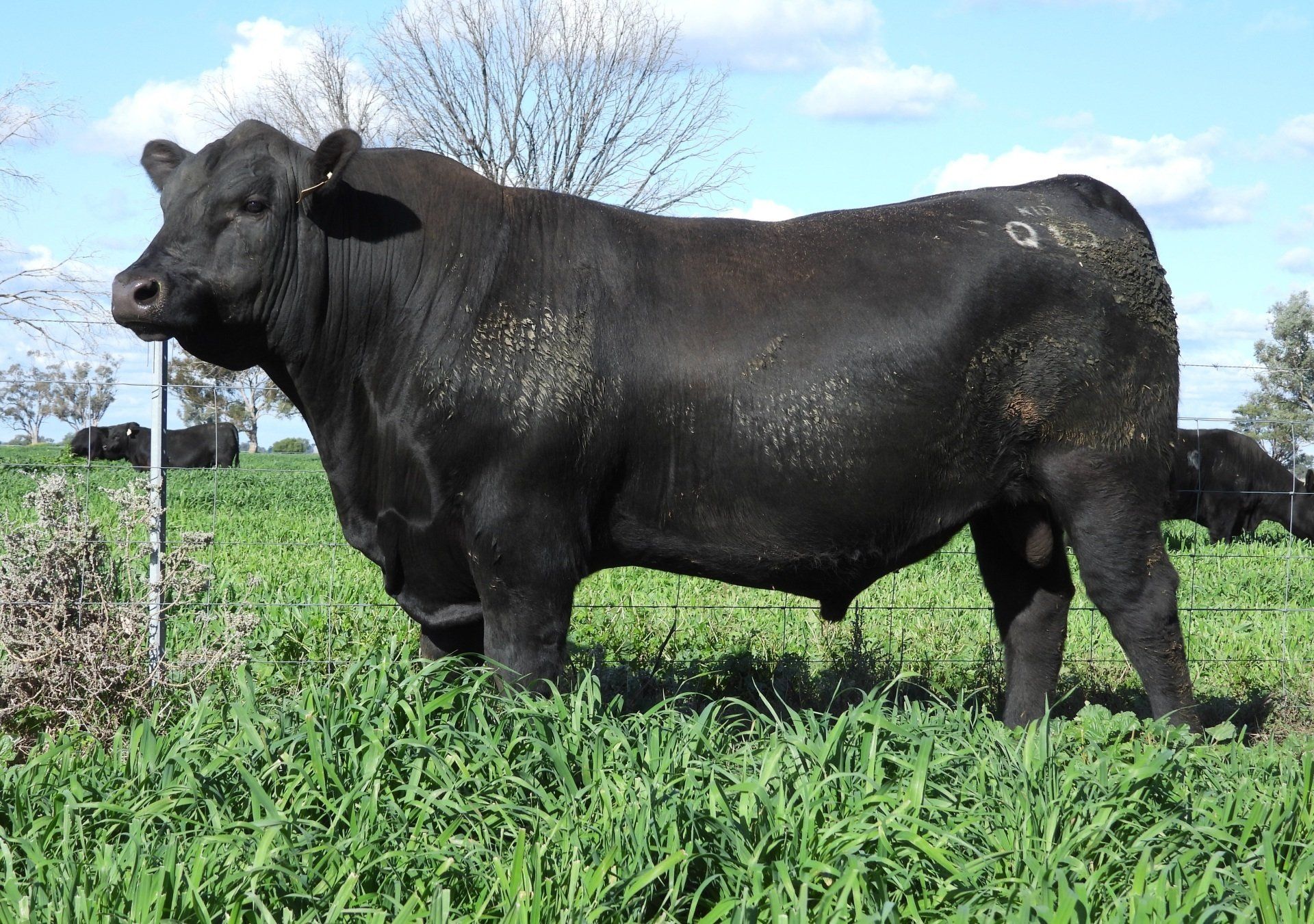 Kidman Angus | Angus Bull Dubbo Region