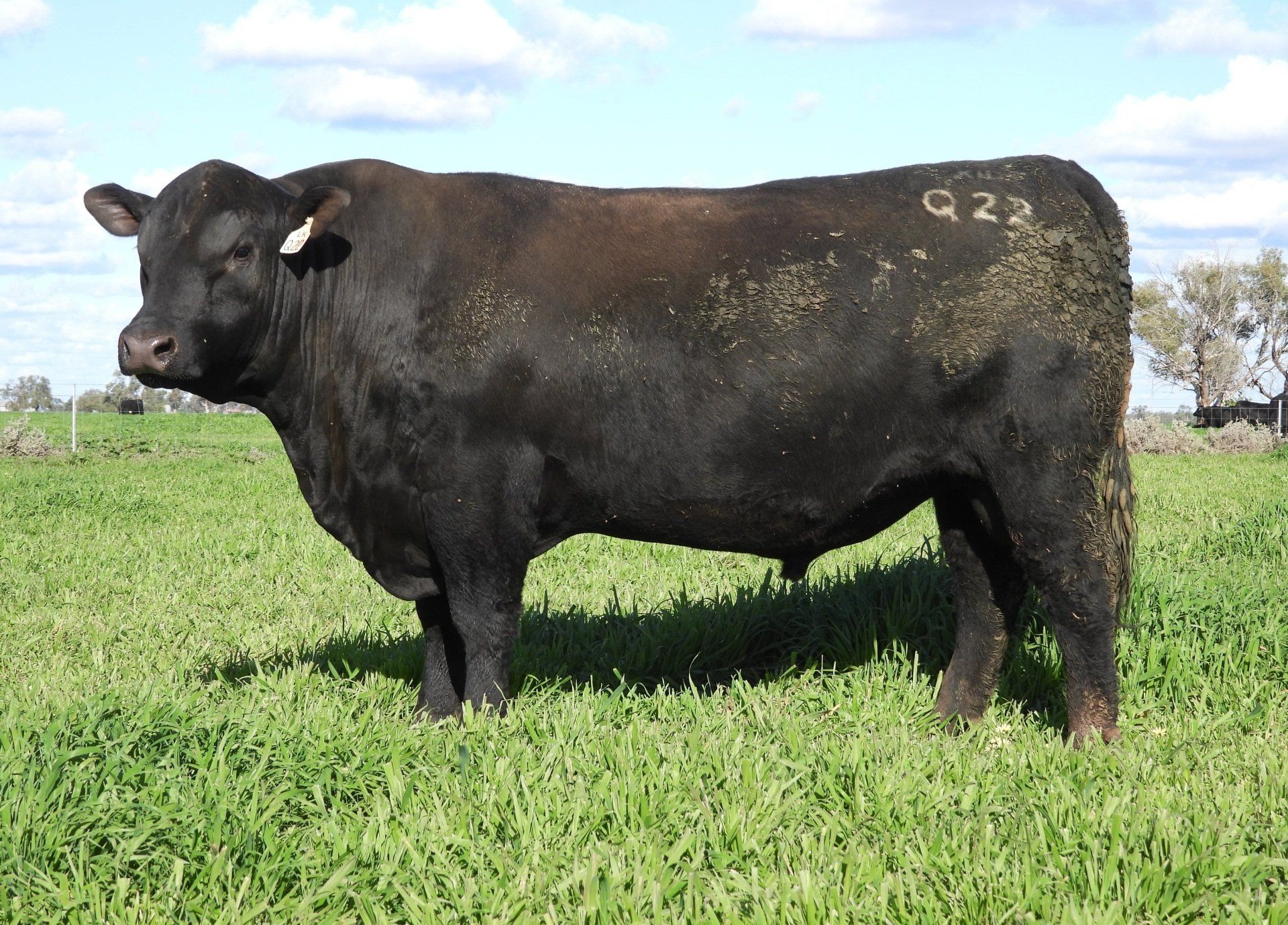 Kidman Angus | Angus Bull Dubbo Region