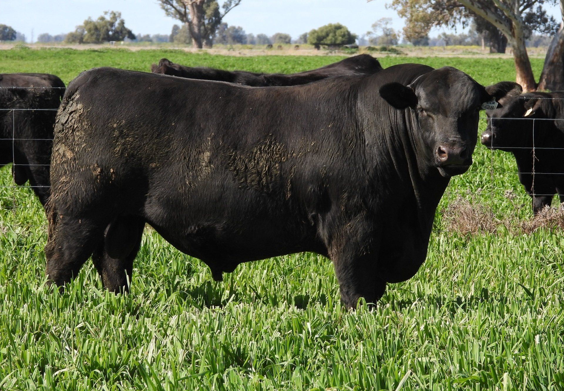 Kidman Angus | Angus Bull Dubbo Region