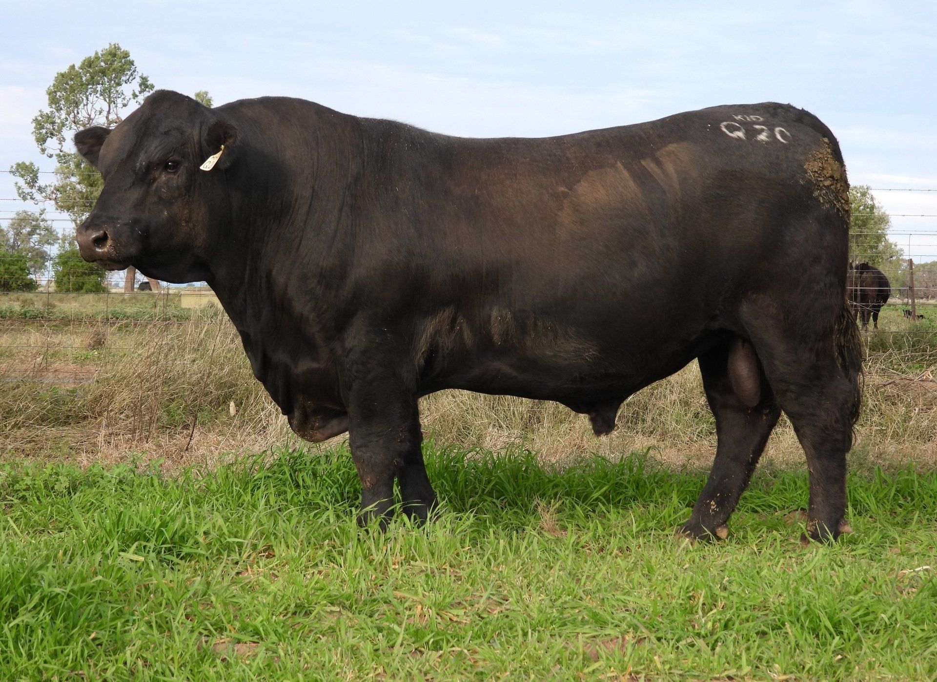 Kidman Angus | Angus Bull Dubbo Region
