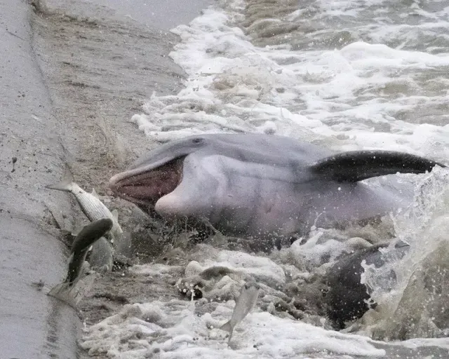 The Secret Feeding of Dolphins