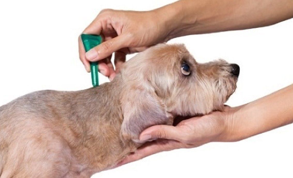 Got Fleas?: What you need to know to protect your pet