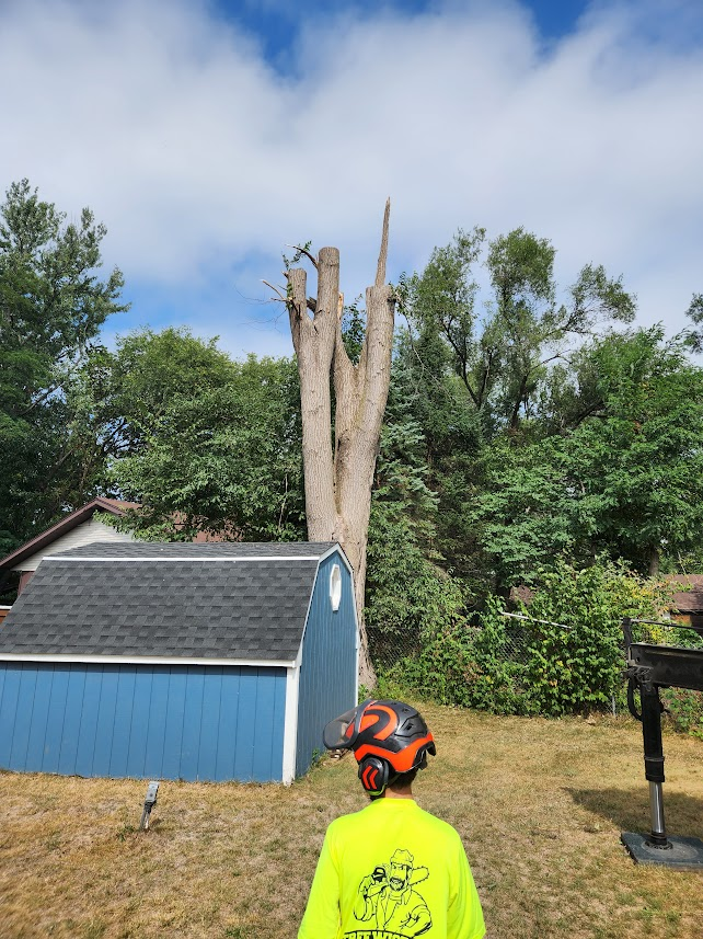 Photos of Tree Service | Wisconsin Tree Service