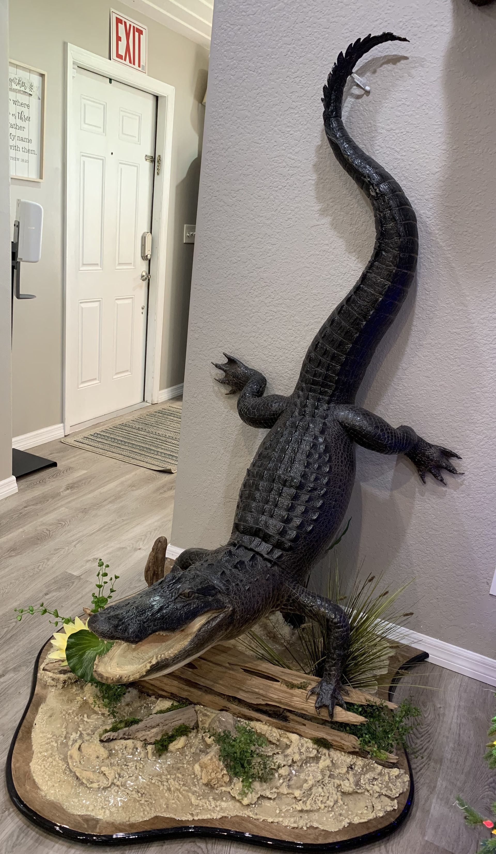 Taxidermy Alligator full body mounts