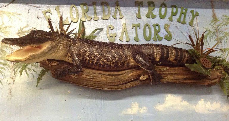 Taxidermy Alligator full body mounts