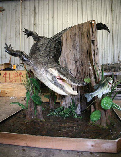 Taxidermy Alligator full body mounts