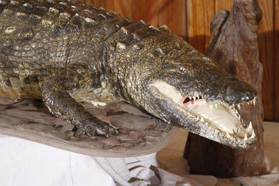 Taxidermy Alligator full body mounts