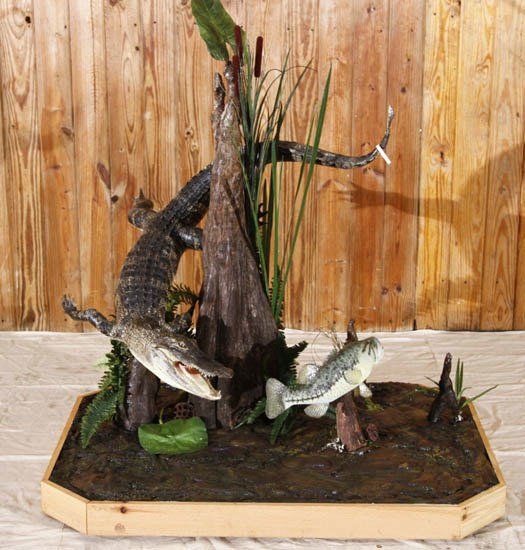 Taxidermy Alligator full body mounts