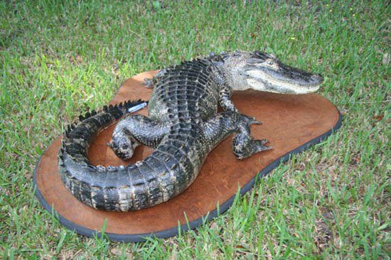 Taxidermy Alligator full body mounts