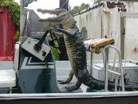 Taxidermy Alligator full body mounts