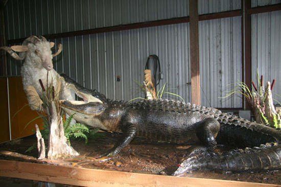 Taxidermy Alligator full body mounts