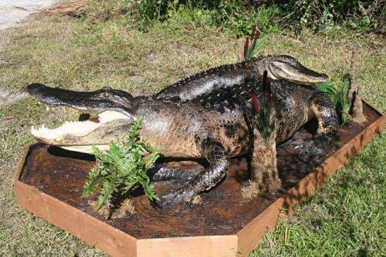 Taxidermy Alligator full body mounts