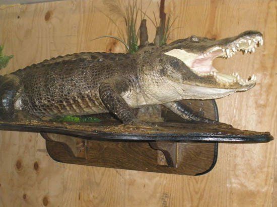 Taxidermy Alligator full body mounts