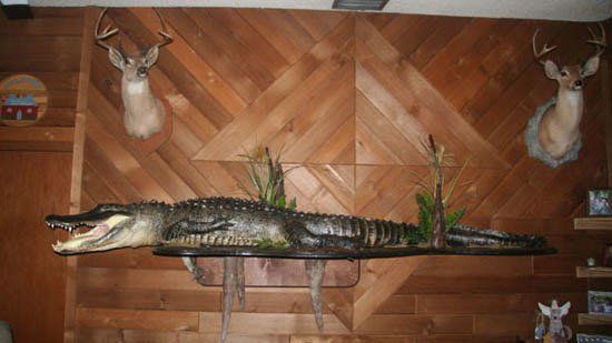 Taxidermy Alligator full body mounts