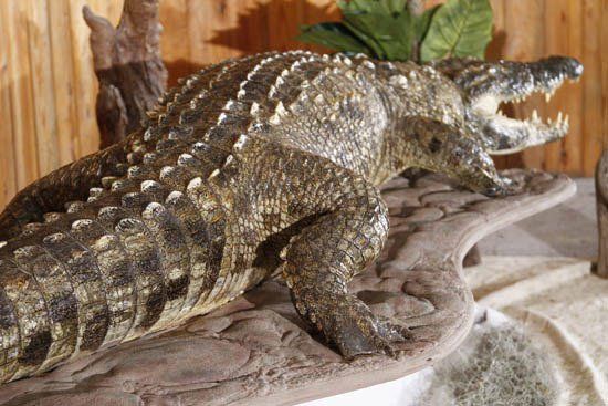 Taxidermy Alligator full body mounts