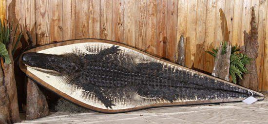Taxidermy Alligator full body mounts