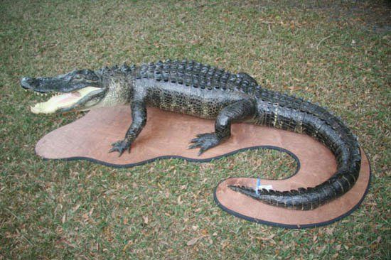 Taxidermy Alligator full body mounts