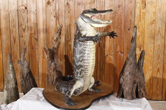 Taxidermy Alligator full body mounts