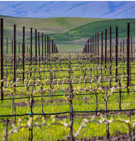 Home [www.shadowbuckwinery.com]