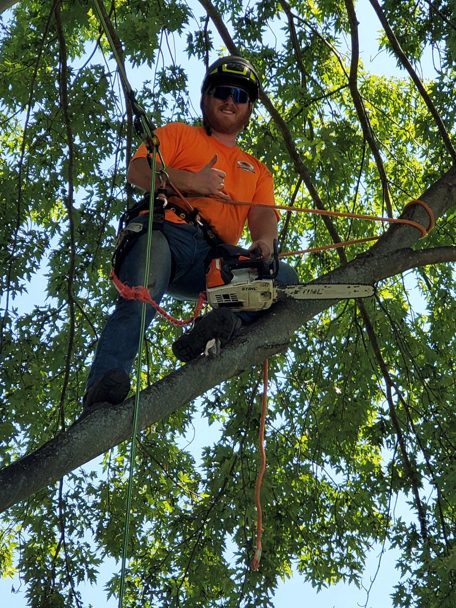 Brown's Tree Service, LLC| Stump Removal for Greenwood, IN