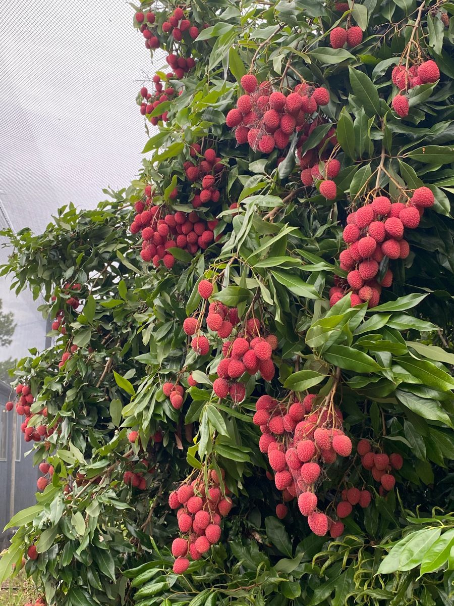 Lychee farm | Sunshine Coast