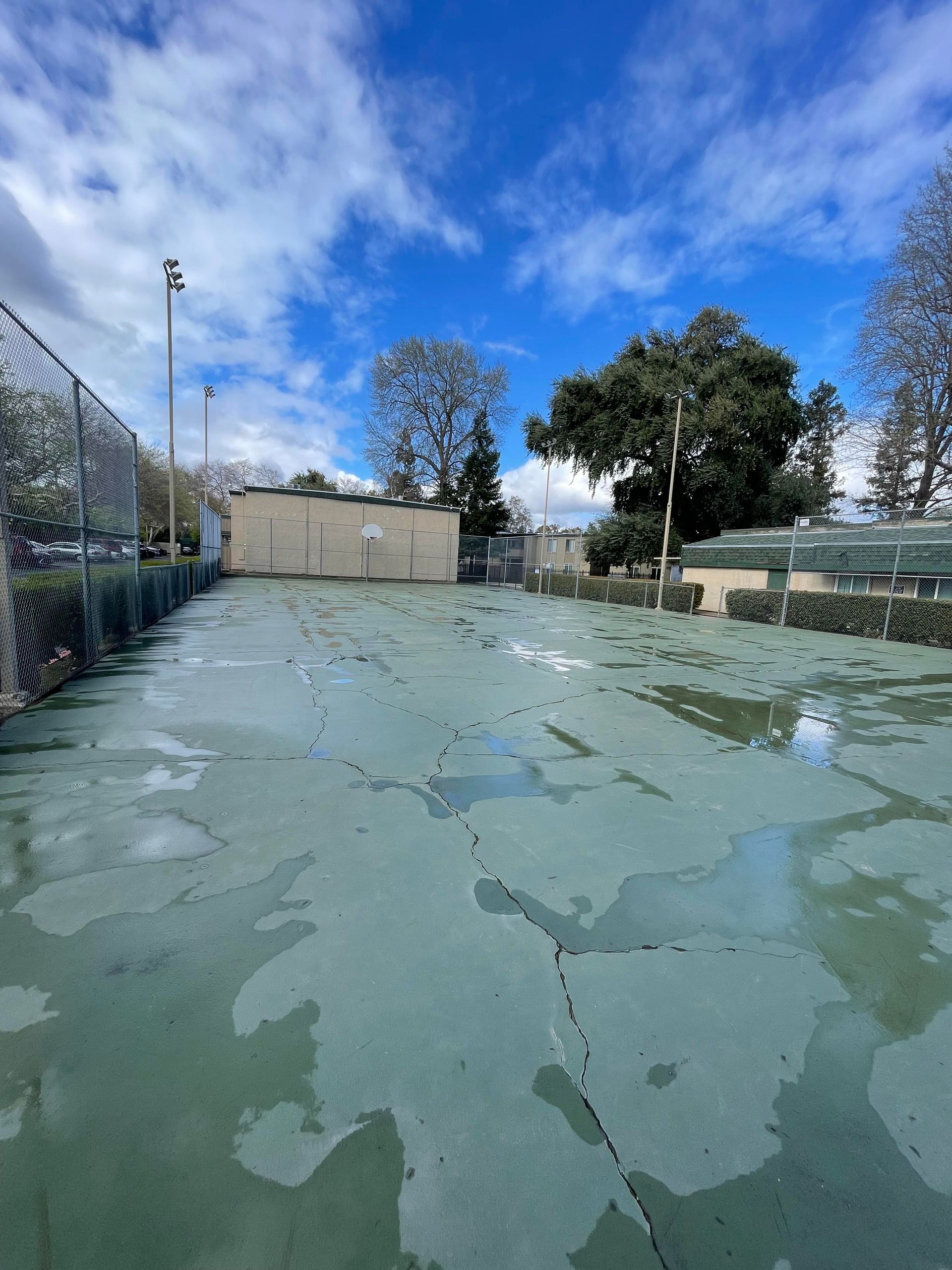 Redwoods at Mather Station