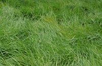 Sod - South San Francisco, CA - Broadmoor Landscape Supply