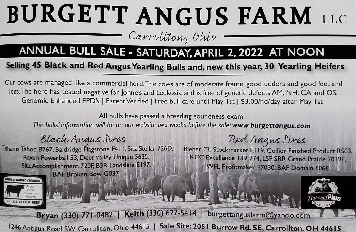 Black and Red Angus Bulls - Burgett Angus, Ohio