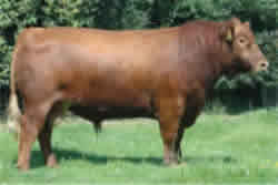 Black and Red Angus Bulls - Burgett Angus, Ohio