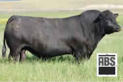 Black and Red Angus Bulls - Burgett Angus, Ohio