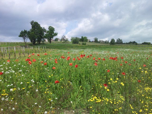 5 Great Reasons to Celebrate Spring in Italy!