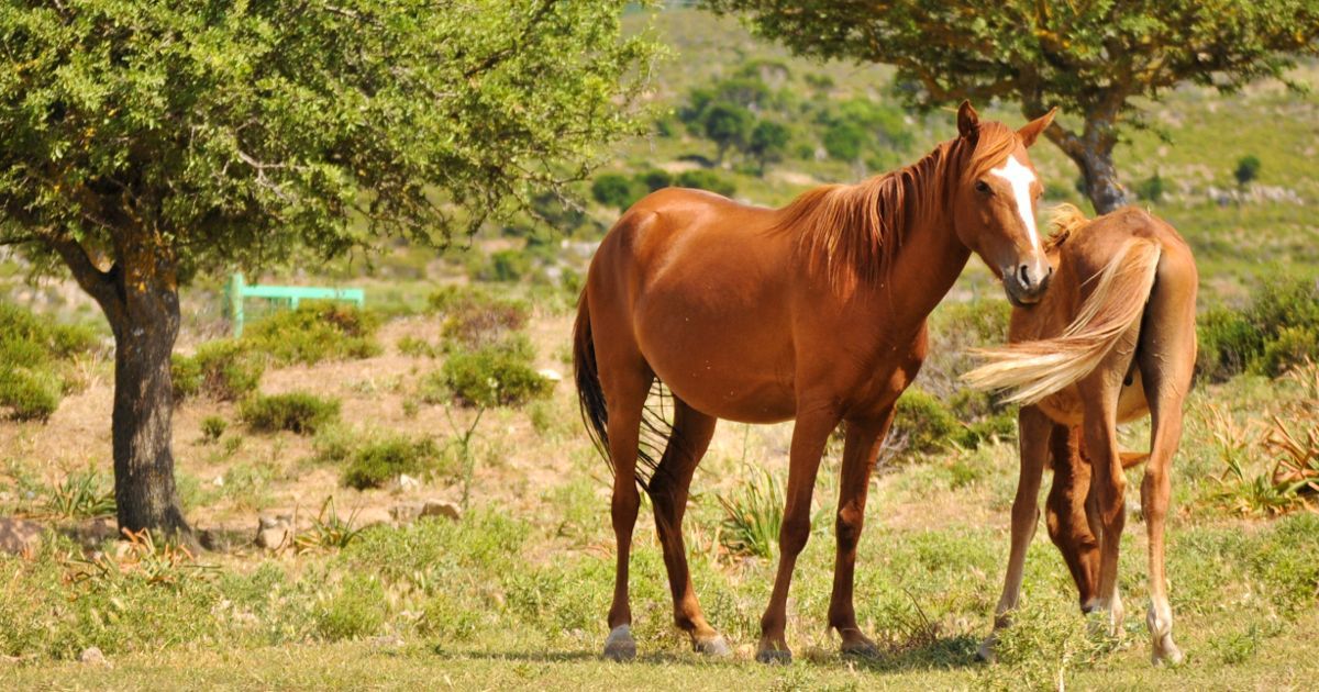 Festivals and Events | Just Sardinia