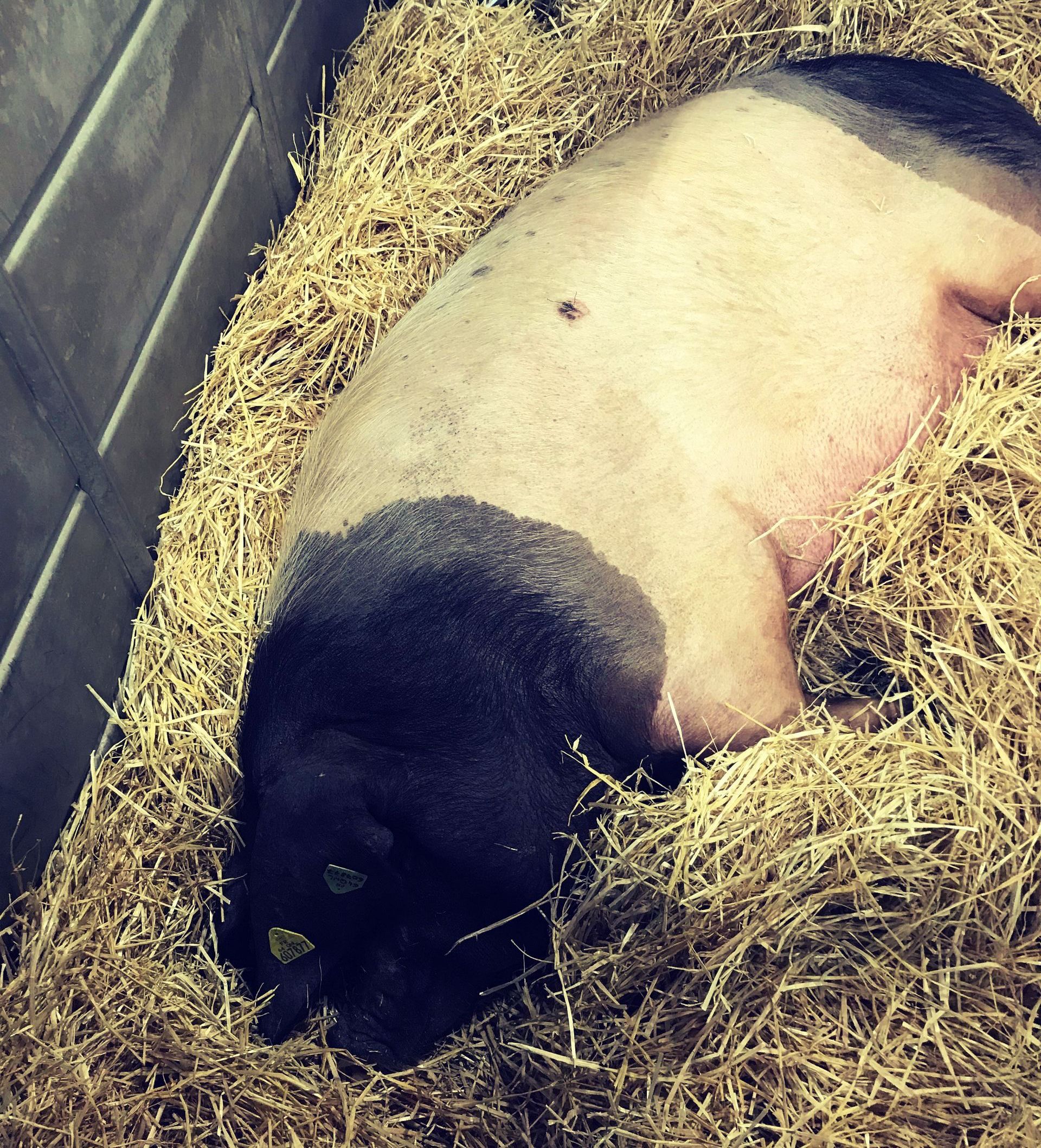 Cabinet vétérinaire à Vernier, proche Genève