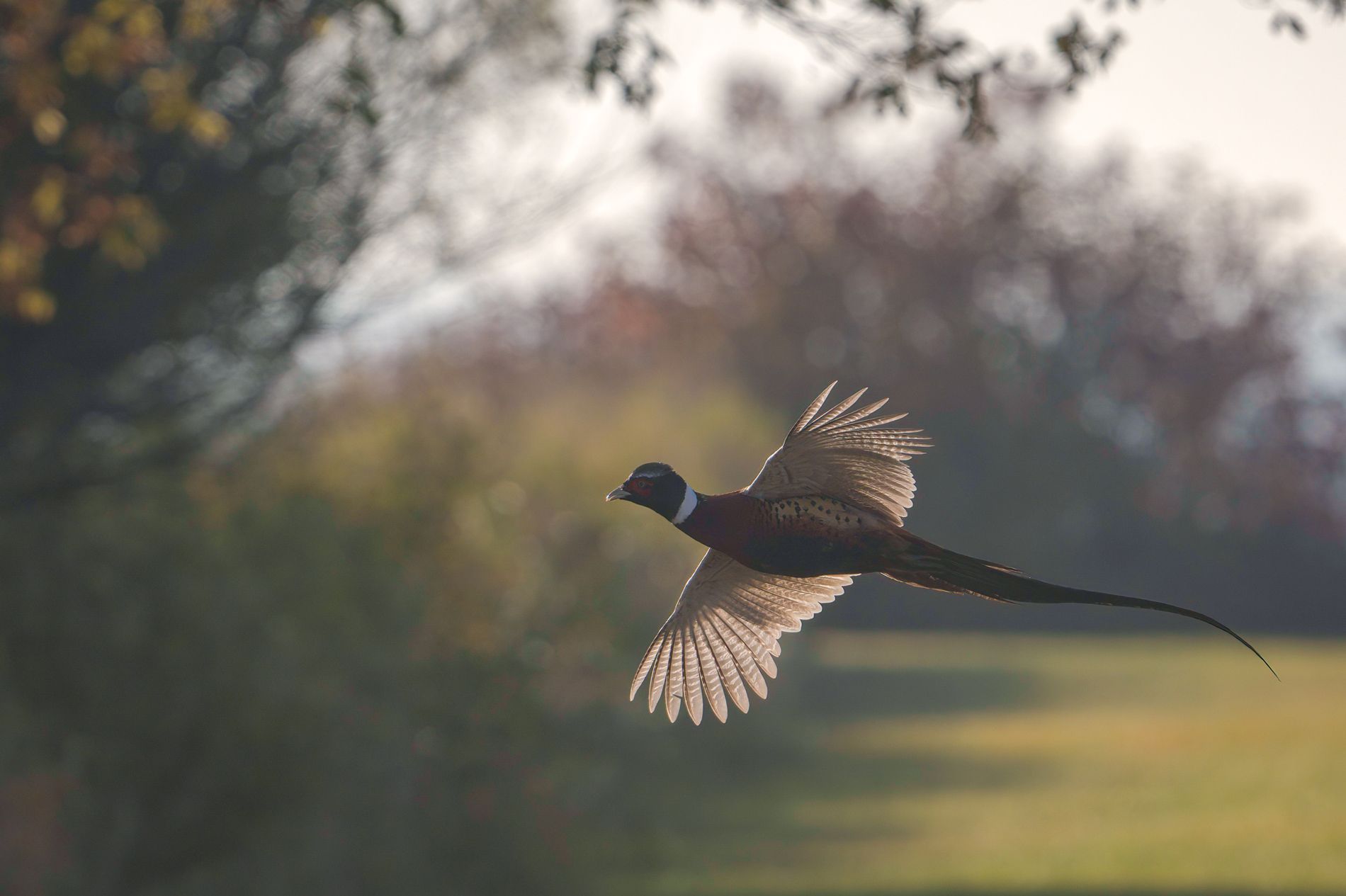 Pheasant Preservation – Tacoma, WA – Pheasants Forever
