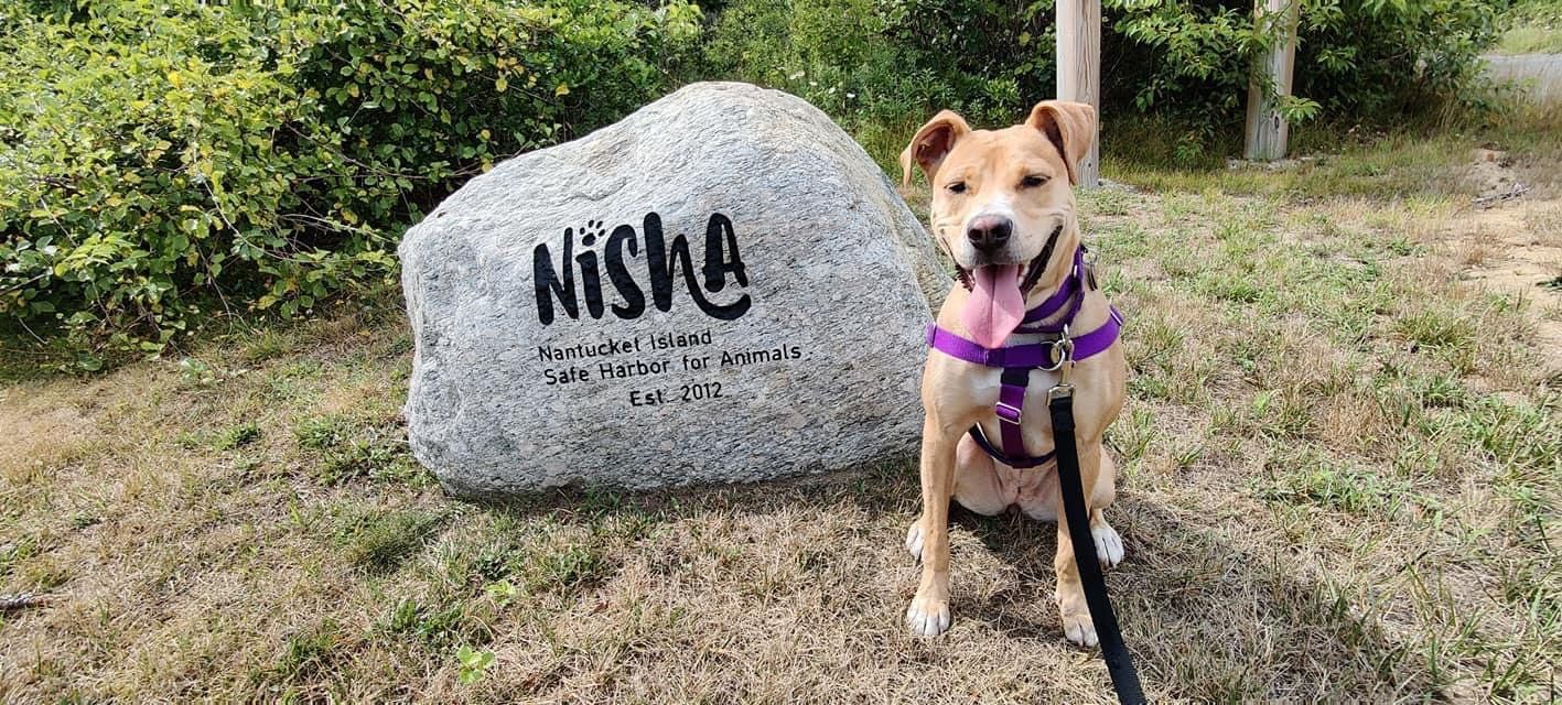 NiSHA | Nantucket Island Safe Harbor for Animals | Case Study | Moor Studio