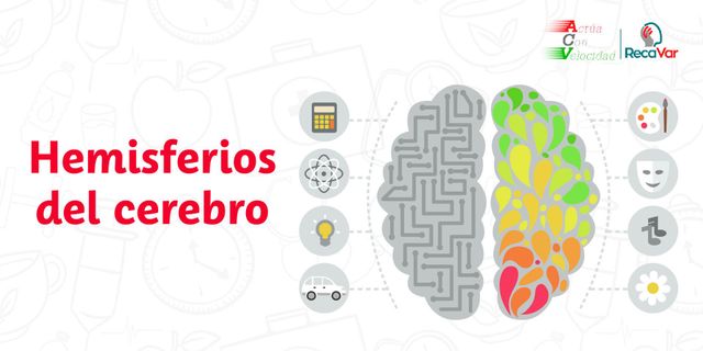 Hemisferios Do Cerebro Hemisferios Del Cerebro Y Sus Funciones | DKV