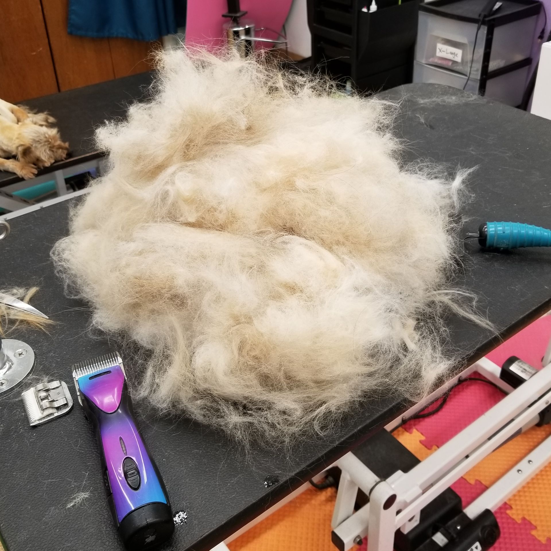 Dog Grooming - 5 Informational Grooming Tips To Aid Dog's Health And ...